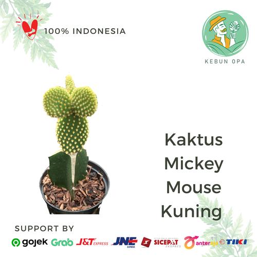 Jual Kaktus Bunny Ears / Kaktus Mickey Mouse Duri Kuning - Kota Malang ...