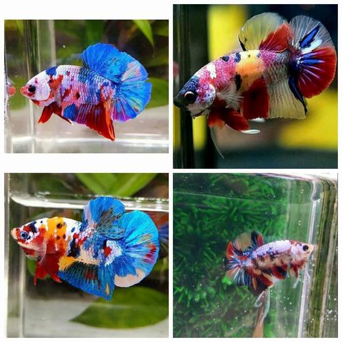 Jual ikan cupang nemo galaxy multicolour / Cupang nemo multicolor ...