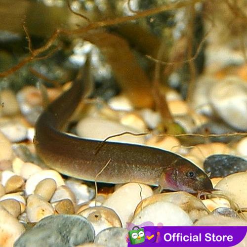 Jual Black Kuhli Loach Algae Eater / Ikan Hias Aquascape - Kota ...