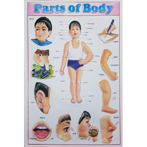 Jual Poster Timbul 3D Anggota Tubuh - part of body - Kota Surabaya ...