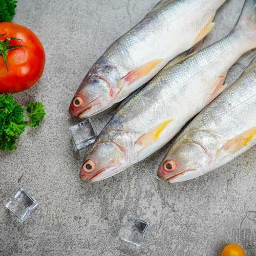 Jual IKAN KURO SENANGIN SUDAH BERSIH ISI PERUT 1KG - Jakarta Barat ...