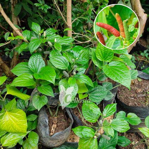 Promo Tanaman Herbal Rempah Cabai Jawa / Cabai Jamu - Kota Batu ...