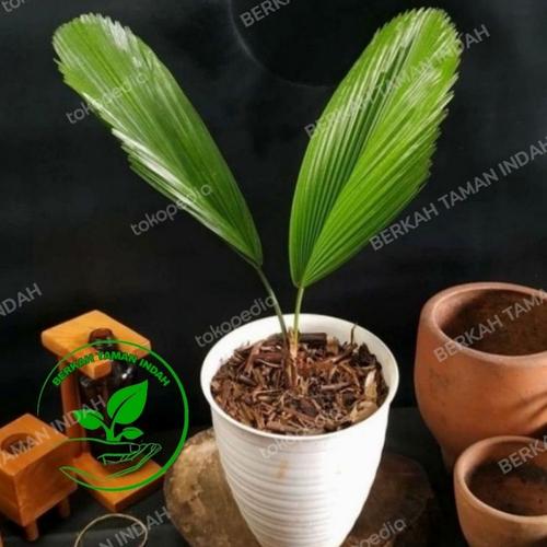 Jual Tanaman Hias Palem Kol - Bibit Palem Kol - Pohon Palem Kol - Kab ...