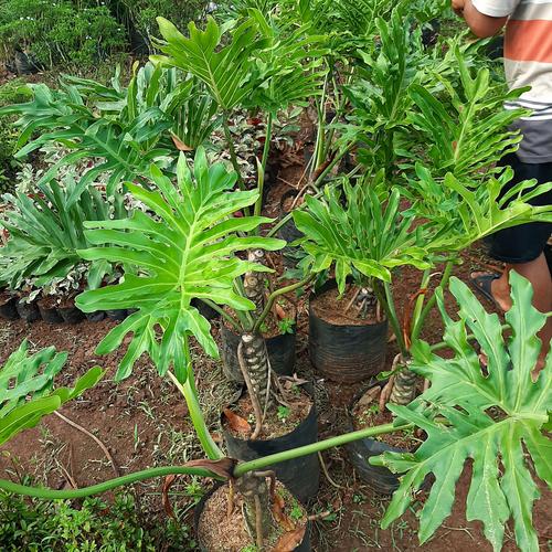 Jual pohon philo dendrum tinggi 1 meter bonggol besar - Kota Depok ...
