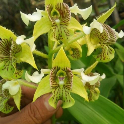 Jual anggrek Dendrobium macropyllum var sulawesi anggrek jamrud langka ...