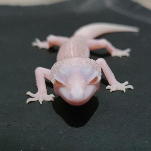 Jual Leopard Gecko Super Radar - Kota Bekasi - Nats Gecko | Tokopedia