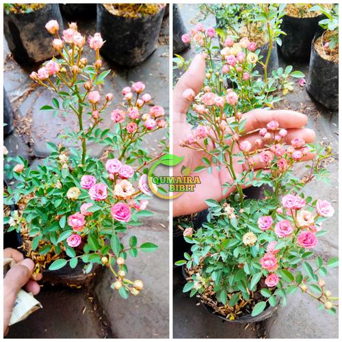 Jual Bibit tanaman hias bunga mawar baby rose - Jakarta Pusat - Qumaira ...