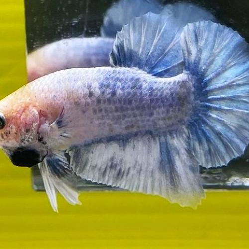 Jual Cupang Grizzle Kualitas Kontes - Kab. Gresik - Cupang Selebritis ...