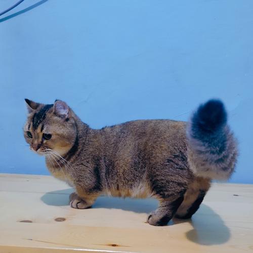 Jual kucing british munchkin golden female - Kota Bekasi - SHAM PETS ...