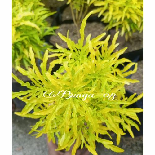 Jual Tanaman hias brokoli kuning / kalifah kuning - Jakarta Utara ...