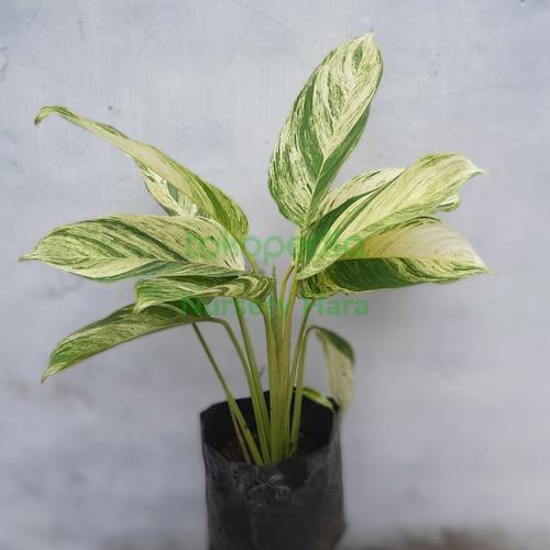 Jual calathea variegata - Kab. Bogor - Nursery Hara | Tokopedia