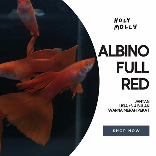 Jual Guppy Albino Full Red/AFR/Guppy Merah Delta Tail - - Primary Farm | Tokopedia
