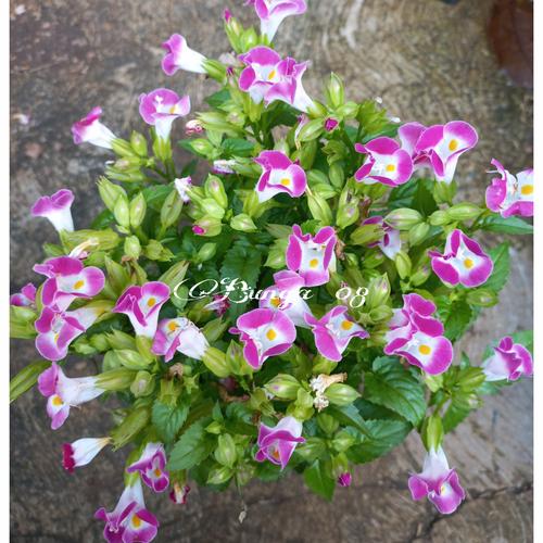 Jual Tanaman hias bunga teronia - Jakarta Utara - BUNGA TRISNA | Tokopedia