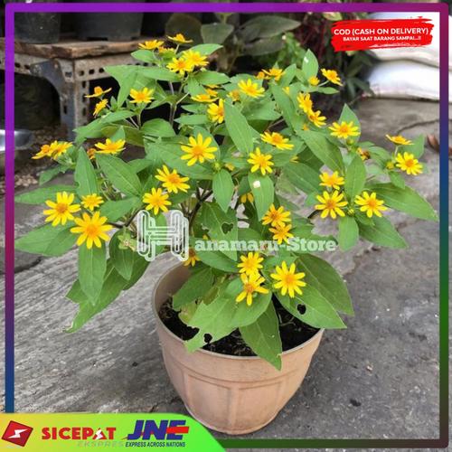 Jual Tanaman Bunga Matahari Mini l Bunga Matahari l Tanaman Hias ...
