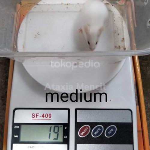 Jual Tikus putih mencit ukuran medium - Kota Semarang - Ataxia Mencit ...