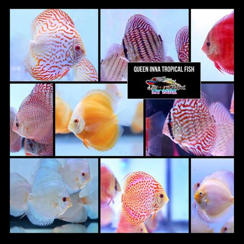 Jual DISCUS 2,5 CM - BABY DISCUS 1 INCH - Kota Bekasi - queen inna pet ...