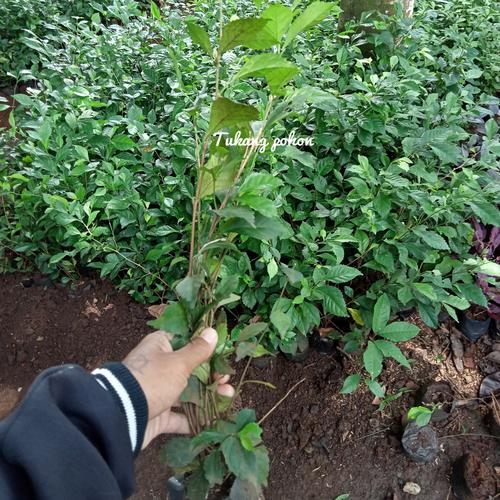 Jual tanaman teh tehan.tanaman hias pagar - Kab. Bogor - tukang pohon ...