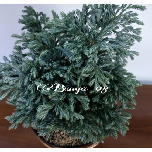 Jual Tanaman hias cemara perak / cemara hijau perak - Jakarta Utara ...