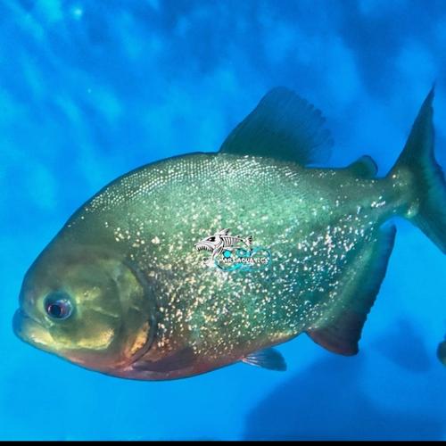 Jual Ikan Red Belly - Jakarta Barat - Mars Aquatics Official | Tokopedia
