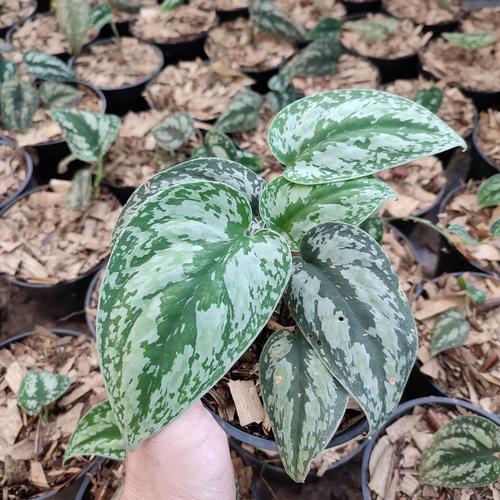 Jual scindapsus tricolor tanaman - Kab. Bogor - bonsplants | Tokopedia