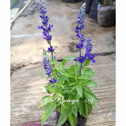 Jual Tanaman hias bunga SALVIA FARINACEA BLUE - Jakarta Utara - BUNGA ...