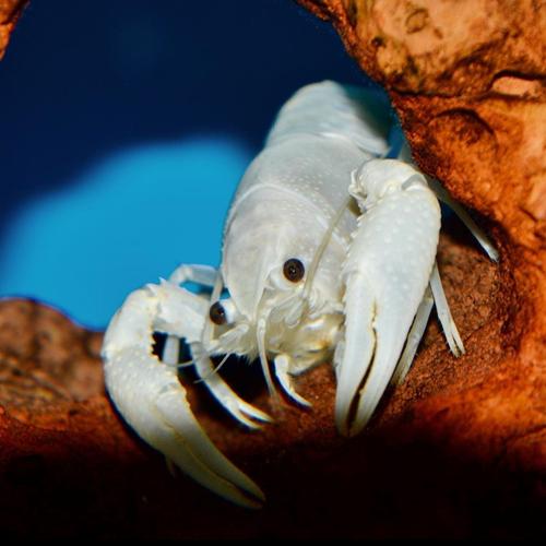 Jual Lobster hias mini - putih - Dwarf CrayFish - lobster Aquascape ...
