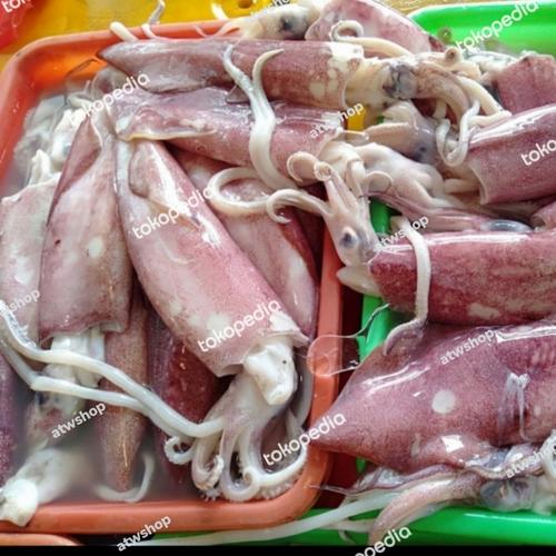 Jual cumi basah ukuran besar fresh - 1/2 kg - Jakarta Selatan - atwshop ...