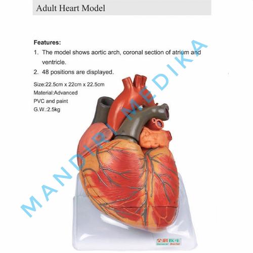 Jual Manekin Alat Peraga Model Anatomi Jantung Dewasa Adult Heart Impor ...