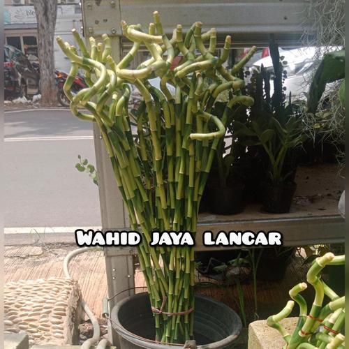 Jual Tanaman Hias Bambu Hoki Melingkar Satuan / Bambu Rejeki / Tinggi ...