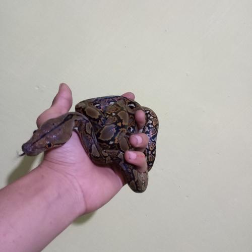 Jual Baby reticulatus python normal cb/ular sanca - Kota Depok ...
