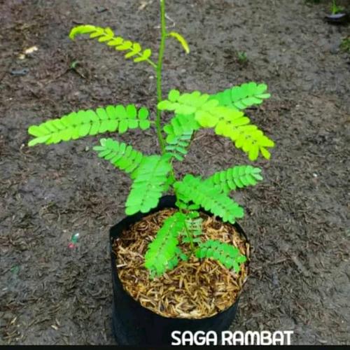 Promo pohon saga bibit saga tanaman saga daun saga manis saga rambat ...