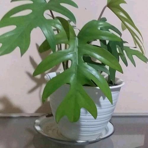 Jual tanaman hias philodendron mayoi philo murah - Kab. Bogor ...