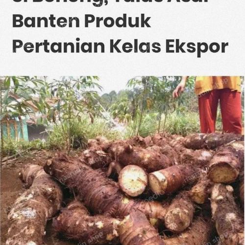 Jual UMBI TALAS BENENG 1KG / TALAS MENTEGA / TALAS KUNING / TALAS ...