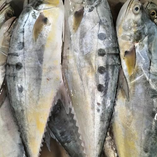 Jual ikan talang talang fresh - Jakarta Barat - ud sumber segar | Tokopedia