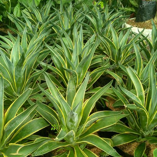 Jual agave hias/tanaman hias agave hijau/tanaman indoor/outdoor rimbun ...