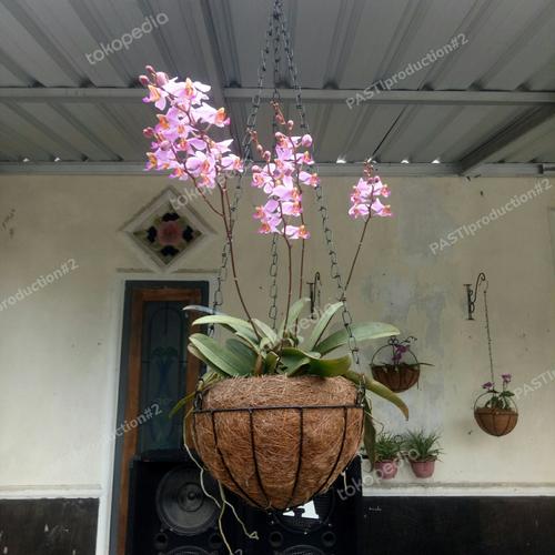 Jual POT SABUT KELAPA "GANTUNG RANGKA BESI" - gold - Kab. Jember ...