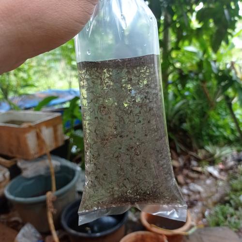 Jual ncuk jentik nyamuk - encu - pakan ikan cupang pakan ikan hias ...