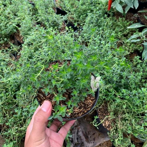 Promo Tanaman Herbal Rempah Thyme Lemon / Lemon Timi - Kota Batu ...