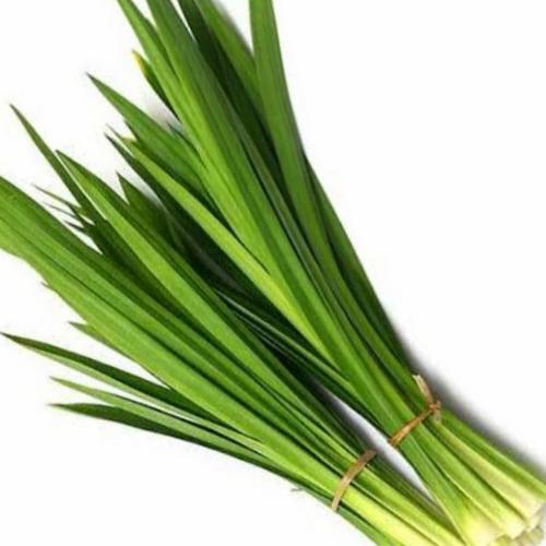 Jual Daun Pandan fresh 1 ikat Pandan leaf herbal kesehatan - Kota ...