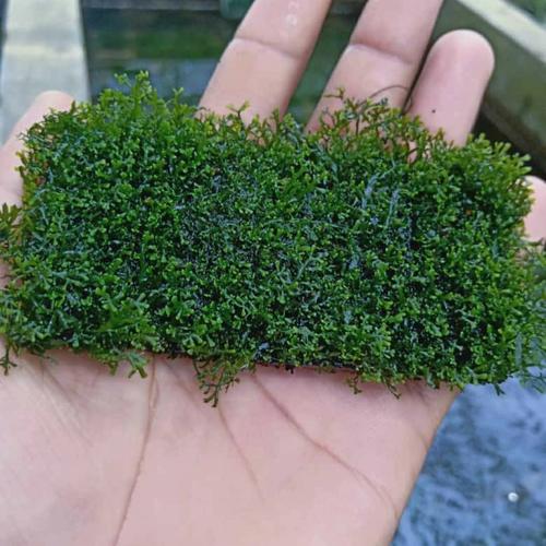Jual ricardia mini aquascape - Kota Bogor - Leha Aquatic | Tokopedia