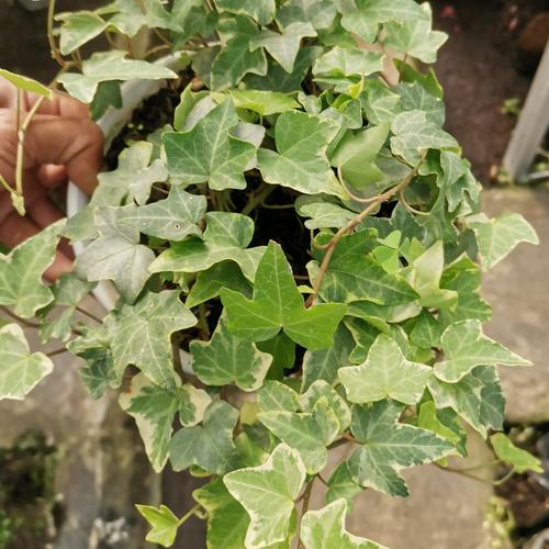 Jual tanaman hias rambat ivy varigata - M - Kab. Bandung Barat ...