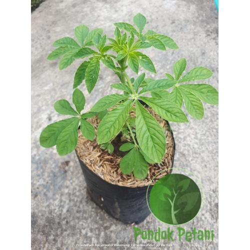 Jual Tanaman Hias Cleome Spinosa - Bunga Laba-laba - Spider Flower ...