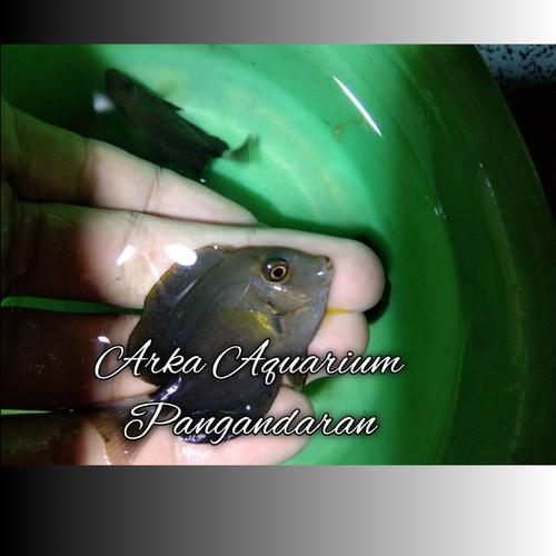 Jual ikan botana coklat air tawar - Kab. Pangandaran - hery_story ...