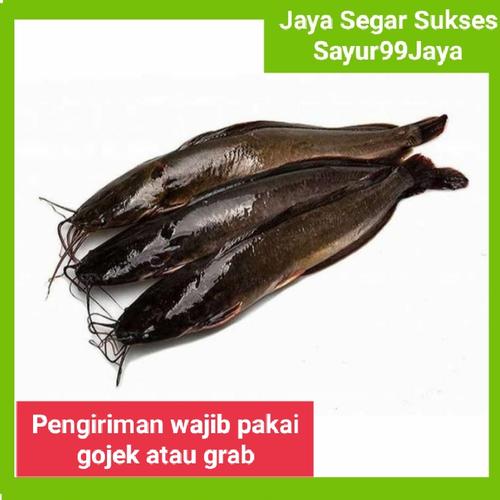 Jual LELE 500 GRAM segar (ISI kurleb 4PC) - Kota Batam - jaya segar ...