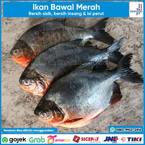 Jual Ikan Bawal Merah Segar - Ikan Bawal Tawar Fresh 1kg isi 3-4 Ekor ...