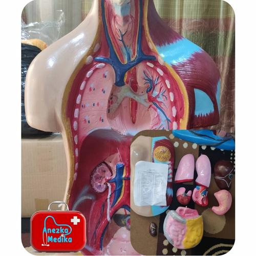 Jual PHANTOM/MANEKIN/MANIKIN/ORGAN TUBUH MANUSIA TORSO WANITA/TORSO ...