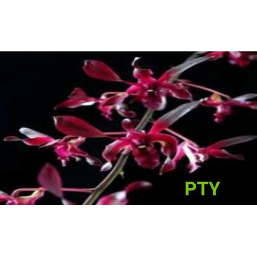 Jual Anggrek dendrobium Dark Purple Partaya ( PTY ) - Kab. Kediri ...