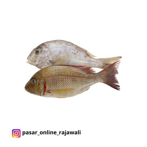 Jual ikan katamba segar - 1KG - Kota Makassar - PASAR ONLINE RAJAWALI ...
