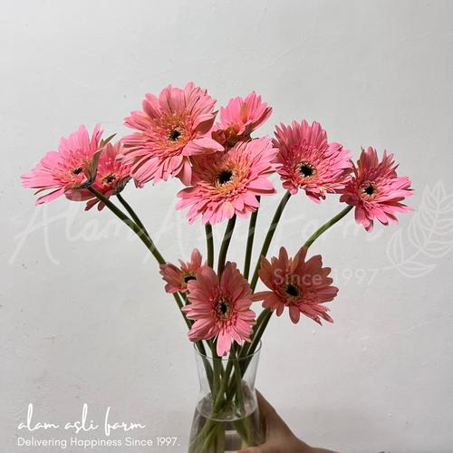 Jual Bunga Potong Garbera Segar Warna Pink 1 Ikat, Fresh Cut Garbera ...