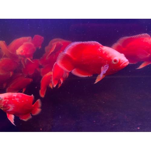 Jual Oscar Red Chilli 8-9 cm - Kota Bekasi - Family Predator Fish ...